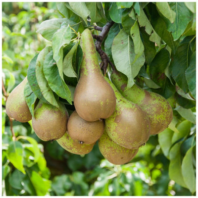 Concorde Pear Tree 4ft Tall, in a 6L Pot, Self-Fertile, Sweet & Juicy ...