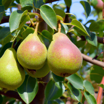 CONFERENCE PEAR (PYRUS) TREE - 7LTR POTTED