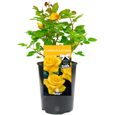 Congratulations Yellow Rose - Outdoor Plant, Ideal for Gardens, Compact ...