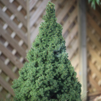 Conica Alberta Spruce Conifer Tree Picea Glauca Evergreen Plant 11cm ...
