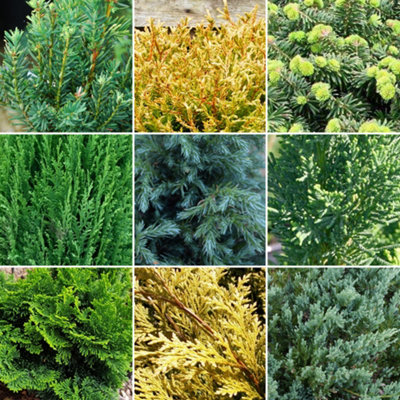 Conifer Plant Mix - Stunning Hardy Outdoor Shrubs, Colourful, Hardy (20 ...