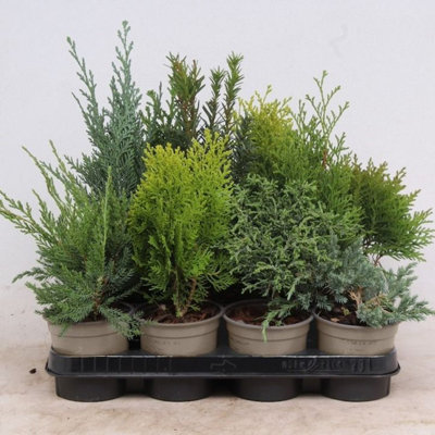 Coniferen Mixed, 11cm Pot Size, 30cm Tall, Evergreen, Live Plants | DIY ...