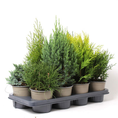 Coniferen Mixed, 13cm Pot Size, 40cm Tall, Evergreen, Indoor Houseplant