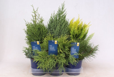 Coniferen Mixed, 15cm Pot Size, 40cm Tall, Evergreen, Indoor Houseplant