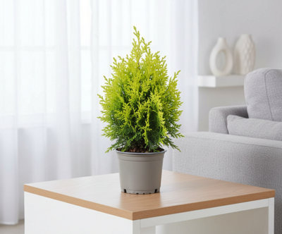 Coniferen Mixed Pot size 11 Cm Height 30 Conifer Indoor Houseplant