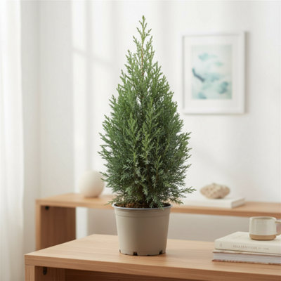 Coniferen Mixed Pot size 13 Cm Height 40 Conifer Indoor Houseplant
