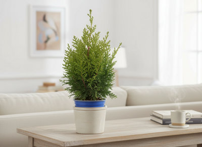 Coniferen Mixed Pot size 17 Cm Height 50 Conifer Indoor Houseplant