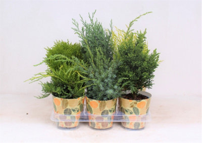 CONIFEREN MIXED SMARTCUP AUT, 13CM POT SIZE, 45CM TALL, PINE, INDOOR ...