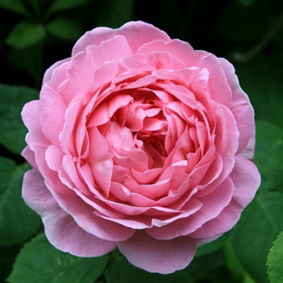 Constance Spry Rose Bush Pink Flowering Roses Climbing Shrub Rose 4L ...