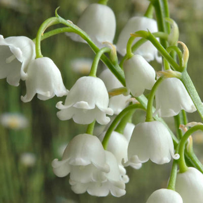 Convallaria Lily Of The Valley 10 Pips