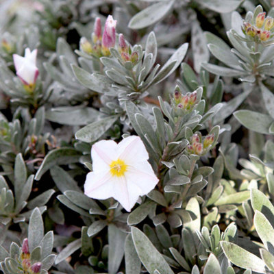 Plant Convolvulus Cneorum