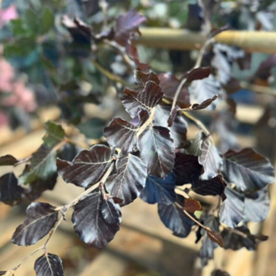 Copper Beech Pleached Tree with Staking Kit - 150cm Stem and 8cm Girth