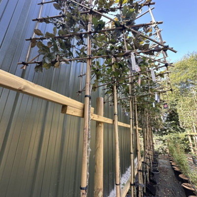 Copper Beech Pleached Tree with Staking Kit - 180cm Stem and 10cm Girth
