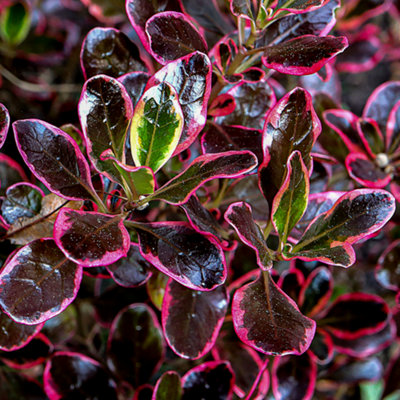 Coprosma Eclipse - Striking Foliage, Compact, Sun or Partial Shade (20 ...