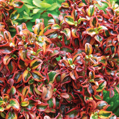 Coprosma Inferno Garden Shrub - Striking Multicolour Foliage, Compact ...