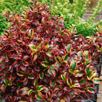 Coprosma Inferno Garden Shrub - Striking Multicolour Foliage, Compact ...