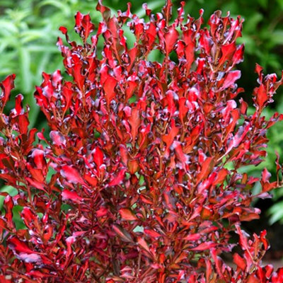 Coprosma Pacific Sunset Garden Shrub - Striking Multicolour Foliage ...