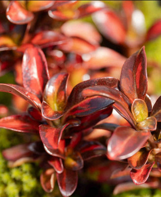 Coprosma Pina Colada - 1 x 9cm pot