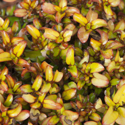 Coprosma Pina Colada - Outdoor Flowering Shrub, Ideal for UK Gardens ...