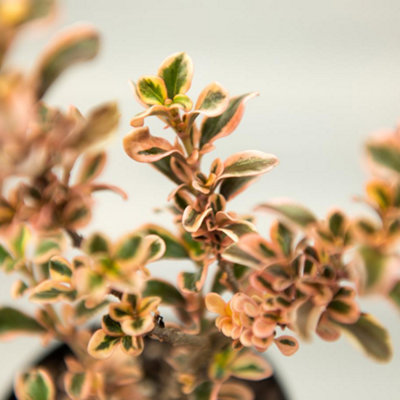 Coprosma Rainbow Surprise - Variegated Red and Green Foliage, Evergreen ...