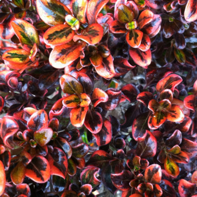 Coprosma Tequila Sunrise - Outdoor Flowering Shrub, Ideal for UK ...