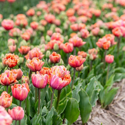 Coral Ruffles Tulip Bulbs - Peony-Type Ruffled Pink Coral/Apricot ...