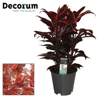 Cordyline Mambo, 19cm Pot Size, 55cm Tall, Ti plant, Indoor Houseplant