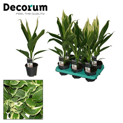 Cordyline New Conga, 12cm Pot Size, 40cm Tall, Cabbage palm, Indoor ...