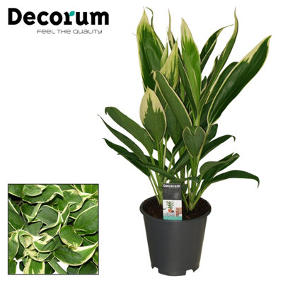 Shop Cordyline New Conga, 19cm Pot Size, 55cm Tall, TiPlant, Indoor ...