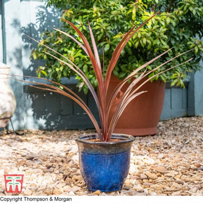 Cordyline Red Star 13cm Potted Plant x 2