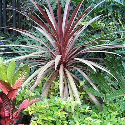 Cordyline Red Star Garden Plant - Striking Red Foliage, Architectural ...