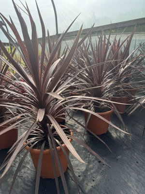 Cordyline Red Star Palm Plant Extra Large Specimen 2.5-3ft Tall ...