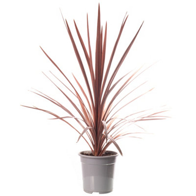 Cordyline 'Red Star' Plant - Bold Red Foliage for Year-Round Interest ...