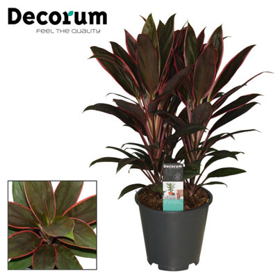 Cordyline Rumba, 19cm Pot Size, 55cm Tall, Ti plant, Indoor Houseplant