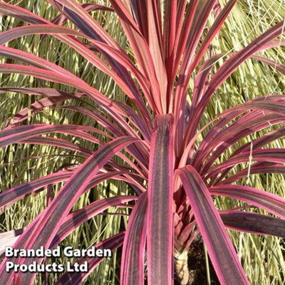 Cordyline Southern Splendour 9cm Potted Plant x 1 - Low Maintenance