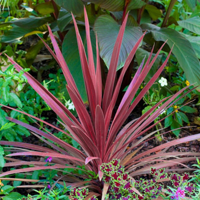 Cordyline Torbay Red - Evergreen Cabbage Palm, Red Leaves, Low ...