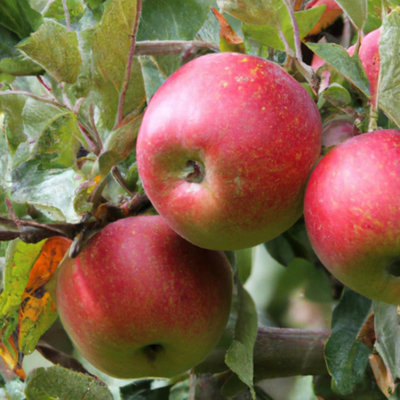 Core Blimey Apple (Malus) Tree - 7Ltr Potted