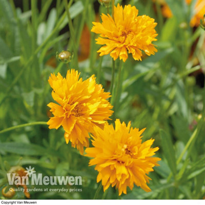 Coreopsis Golden Joy 72 Plug Plants | DIY at B&Q