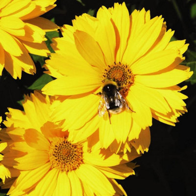 Coreopsis Golden Joy 9cm Potted Plant x 3 | DIY at B&Q