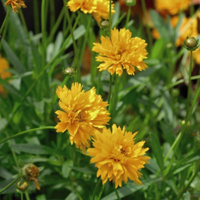 Coreopsis Golden Joy 9cm Potted Plant x 3