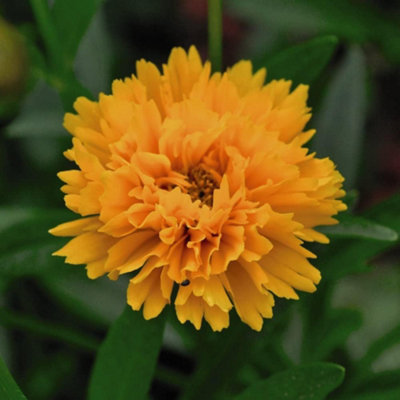 Coreopsis Golden Joy 9cm Potted Plant x 3