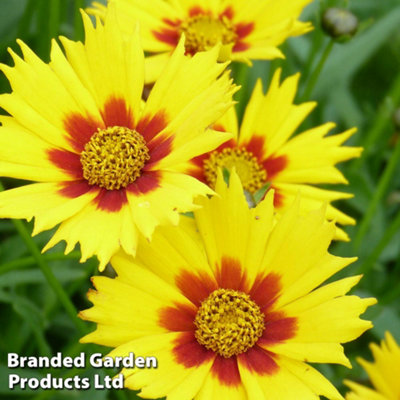 Coreopsis grandiflora Helliot 1 Litre Potted Plant x 1