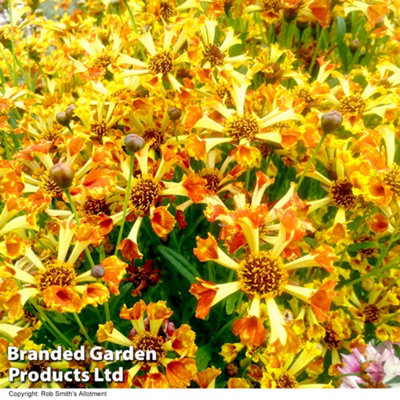 Coreopsis Incredible Sea Shells Mix 1 Seed Packet (200 Seeds)