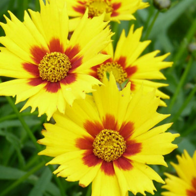 Coreopsis Lanceolata Sterntaler (Tickseed) 9cm Potted Plant x 1