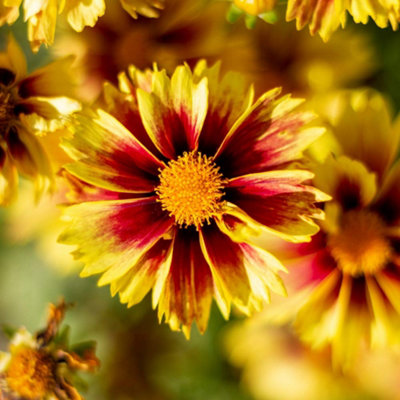 Coreopsis Lil Bang Enchanted Eve 1 Litre Potted Plant x 1
