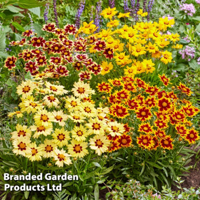 Coreopsis Solar 4 Jumbo Plug Plants (Fancy, Jewel, Mellow and Moon) (30mm)