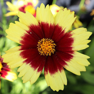Coreopsis UpTick Cream and Red - Vibrant Bi-Color Blooms, Compact, Sun ...