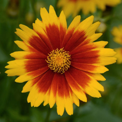COREOPSIS UPTICK GOLD AND BRONZE - STRIKING GOLD AND BRONZE BLOOMS ...