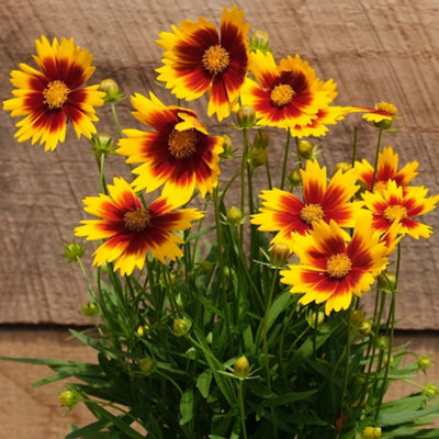 Coreopsis UpTick Gold and Bronze - Striking Gold and Bronze Blooms ...
