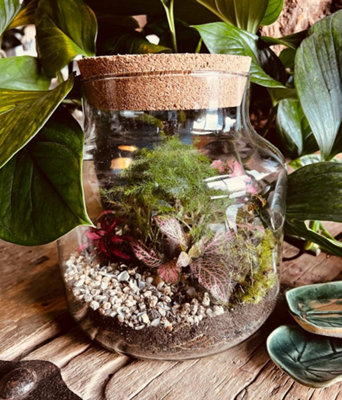Cork jar terrarium kit - Large